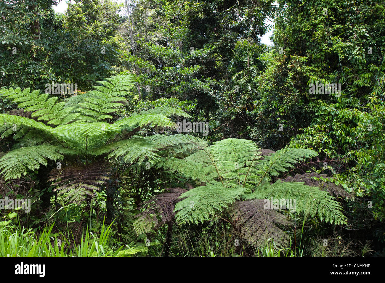 Rainforest with tree ferns hi-res stock photography and images - Alamy