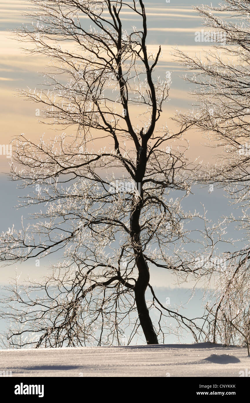 tree with hoar frost, Germany Stock Photo - Alamy