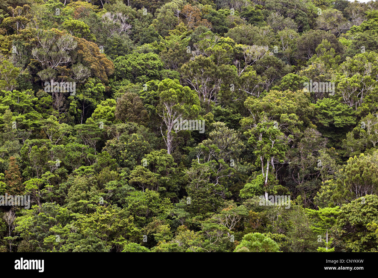 Rainforest green australia hi-res stock photography and images - Alamy