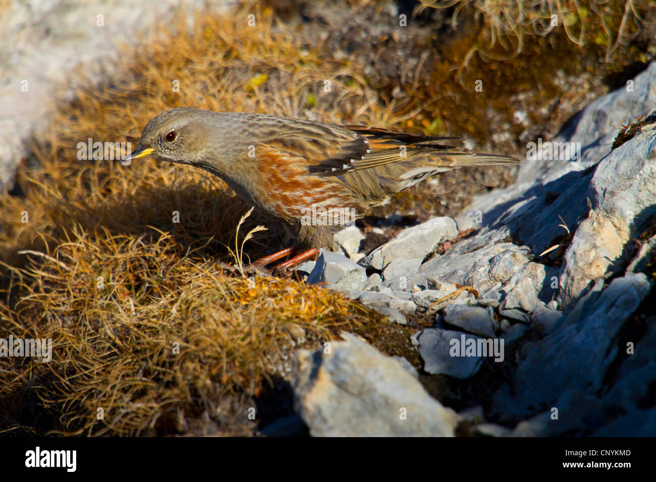 Alpine accentor (Prunella collaris), sitting on a rock, Switzerland ...