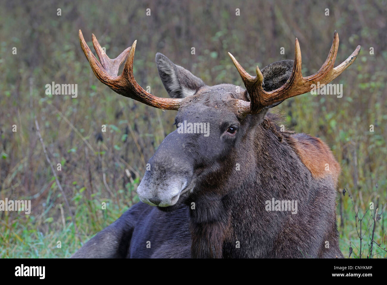 elk, European moose (Alces alces alces), portrait Stock Photo - Alamy
