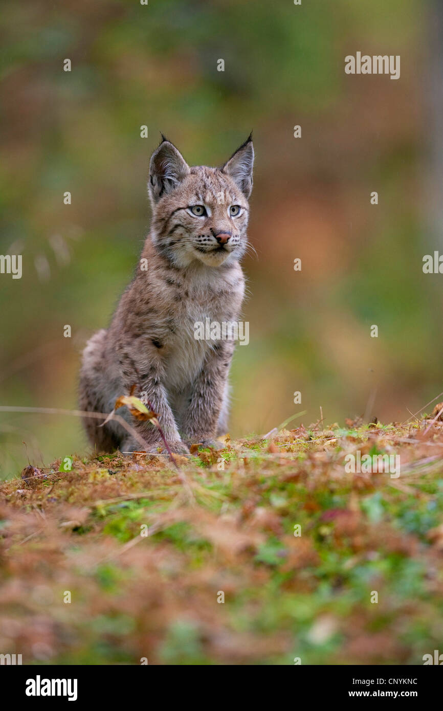 Eurasian lynx (Lynx lynx), sitting on forest ground Stock Photo - Alamy