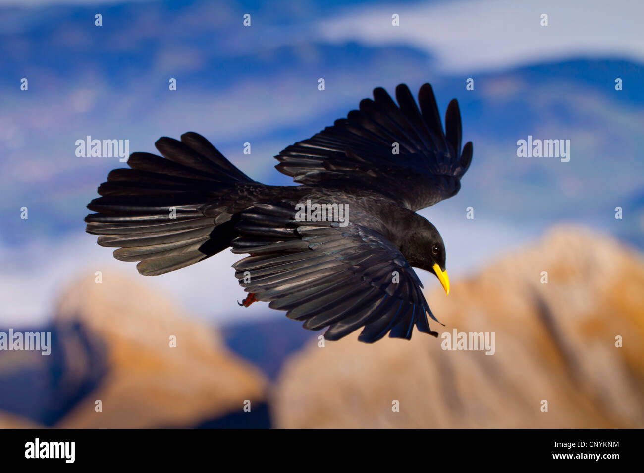 alpine chough (Pyrrhocorax graculus), flying in the high mountains ...