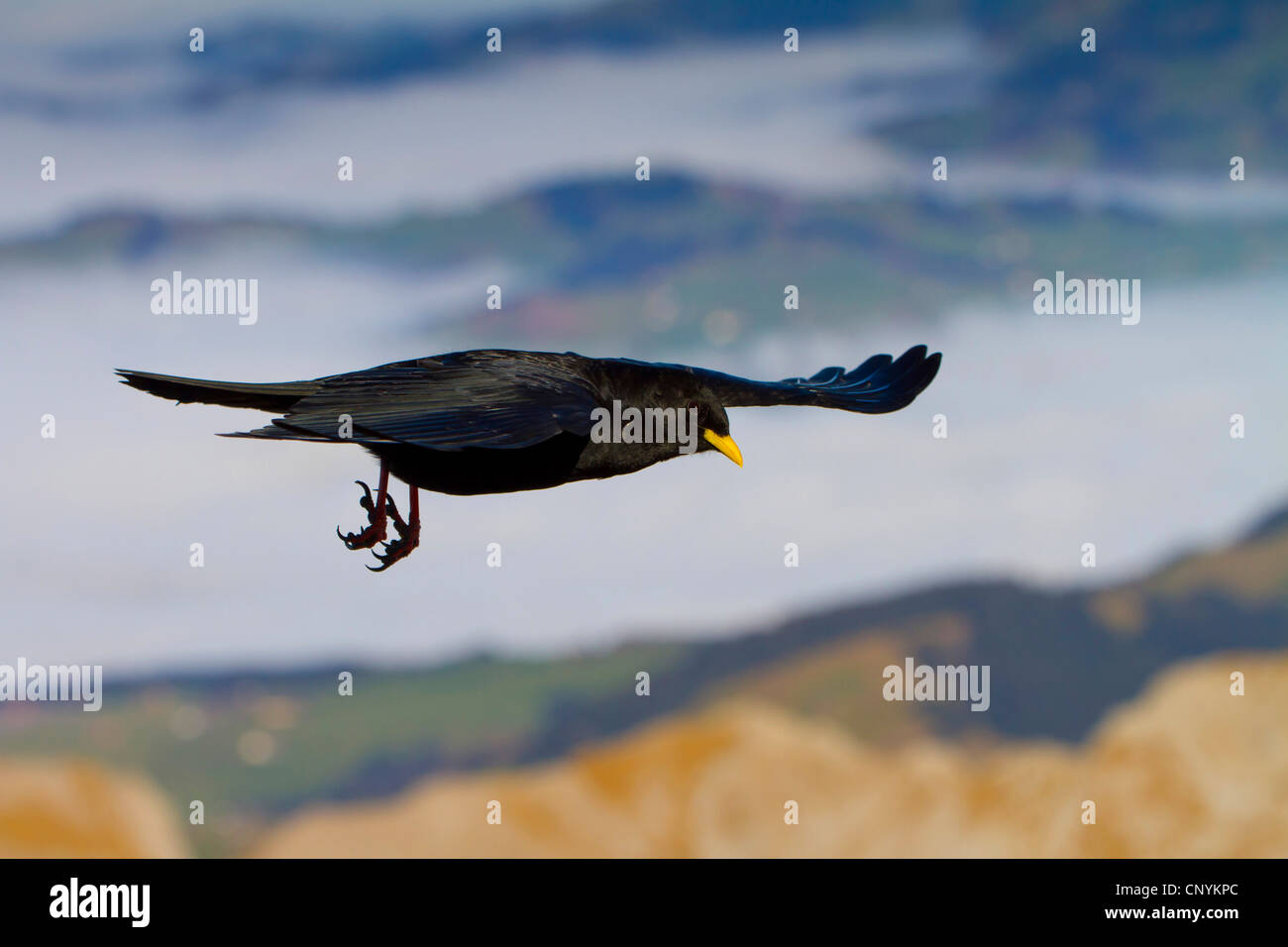 alpine chough (Pyrrhocorax graculus), flying in the high mountains ...