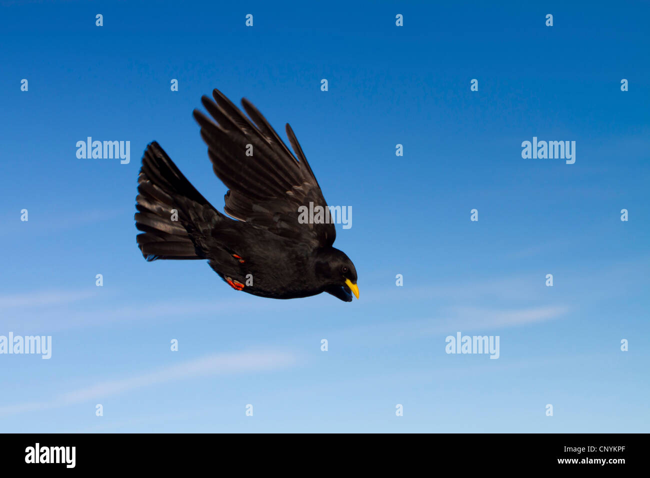 alpine chough (Pyrrhocorax graculus), flying, Switzerland, Sankt Gallen ...
