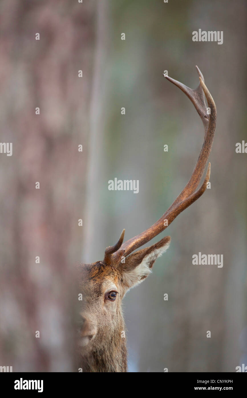 bull looking out from behind a tree trunk, United Kingdom, Scotland ...