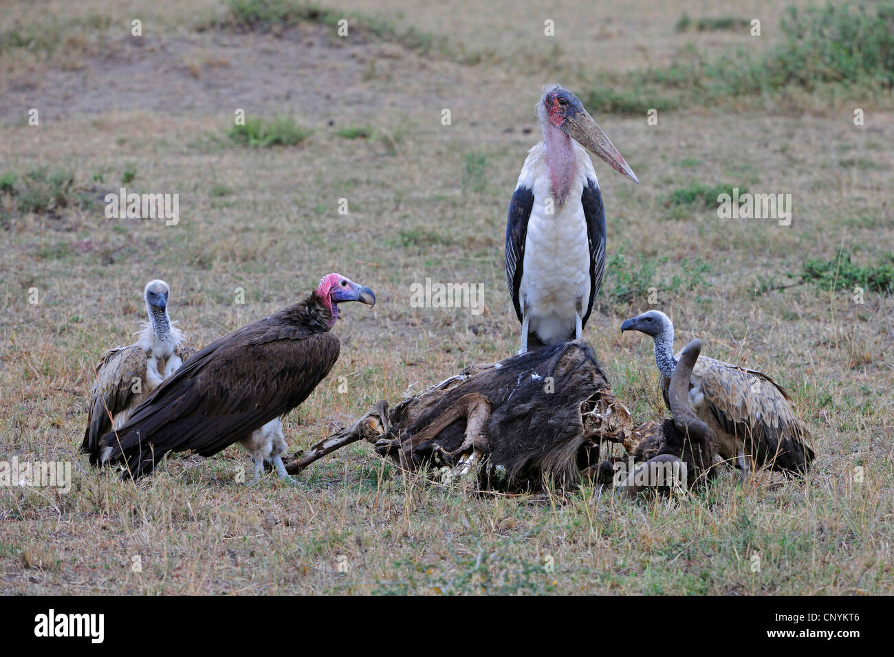 Vulture death vultures africa hi-res stock photography and images - Alamy