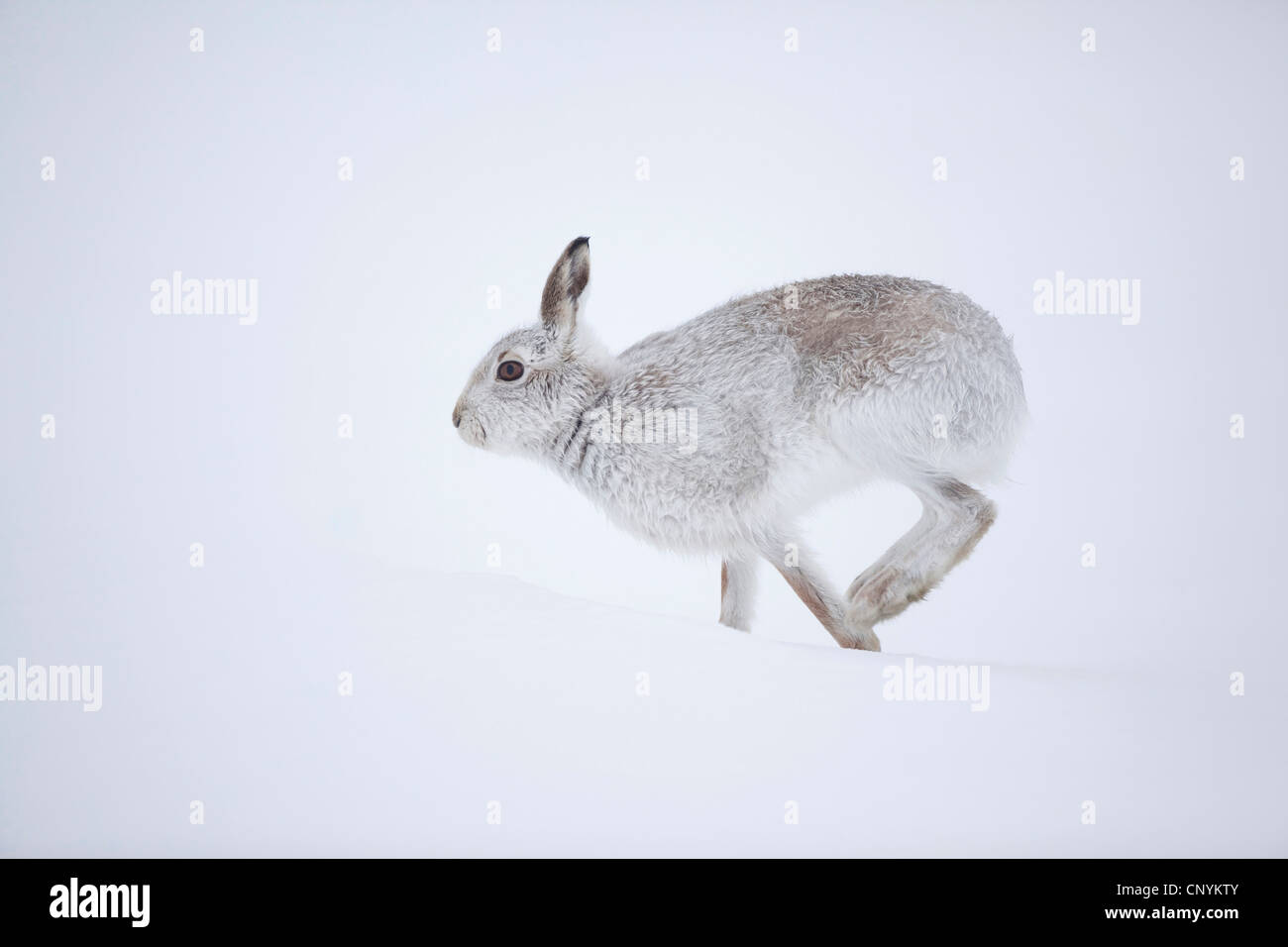 blue hare, mountain hare, white hare, Eurasian Arctic hare (Lepus ...