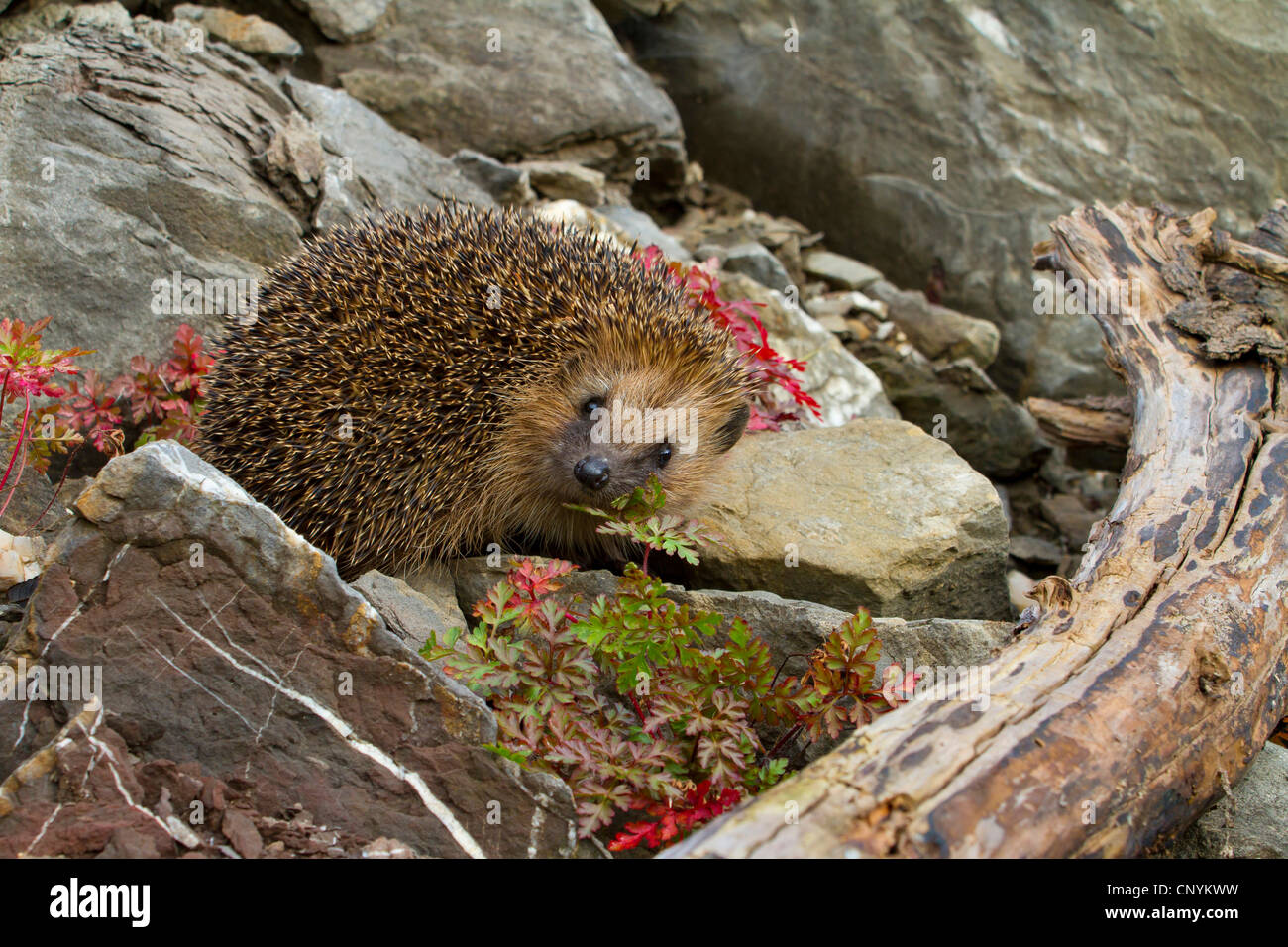Western hedgehog, European hedgehog (Erinaceus europaeus), between ...