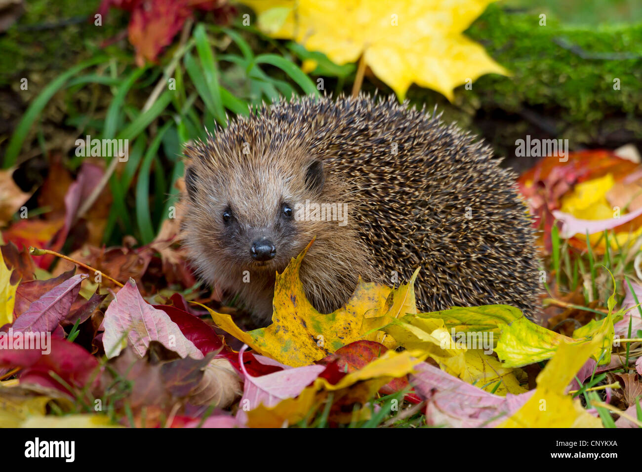 Western hedgehog, European hedgehog (Erinaceus europaeus), with autumn ...