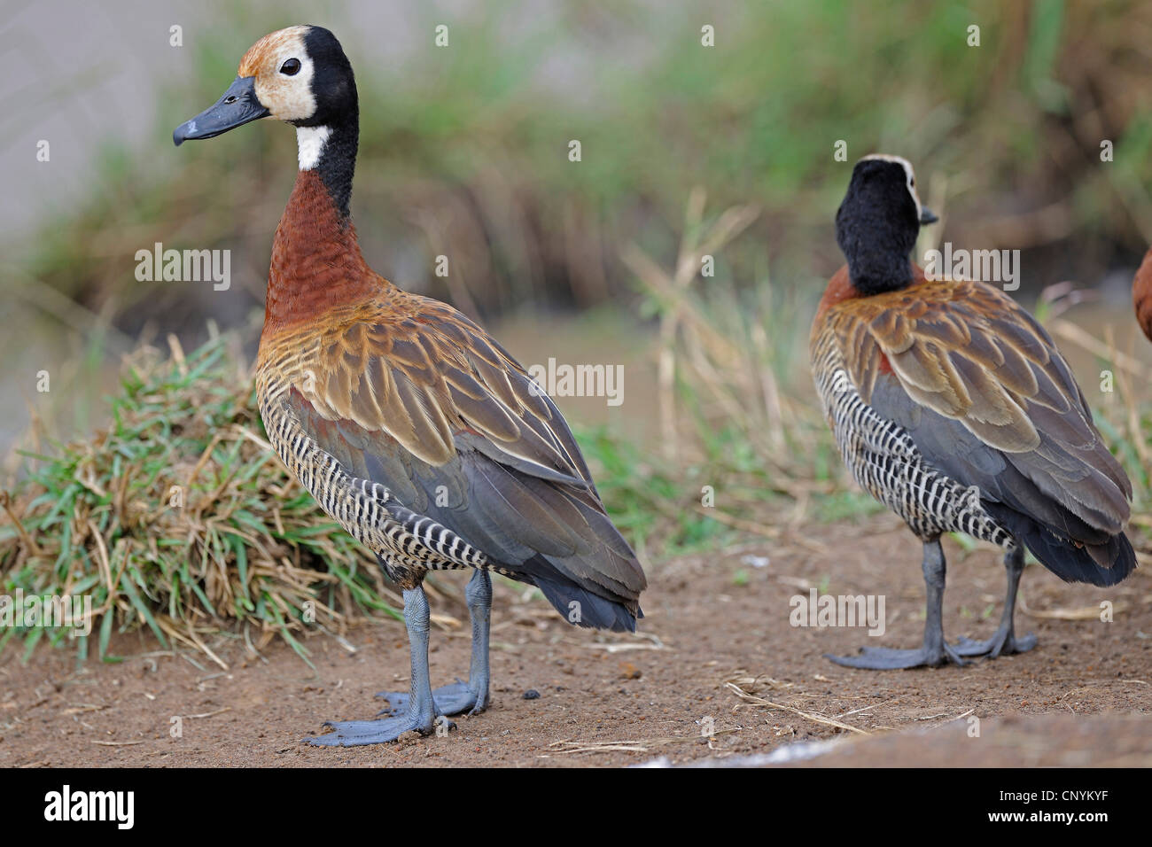 white-faced whistling duck (Dendrocygna viduata, Prosopocygna viduata ...