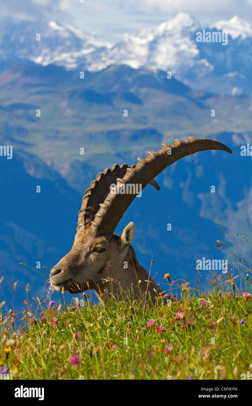 alpine ibex (Capra ibex), buck on a blooming meadow, Switzerland, Sankt ...