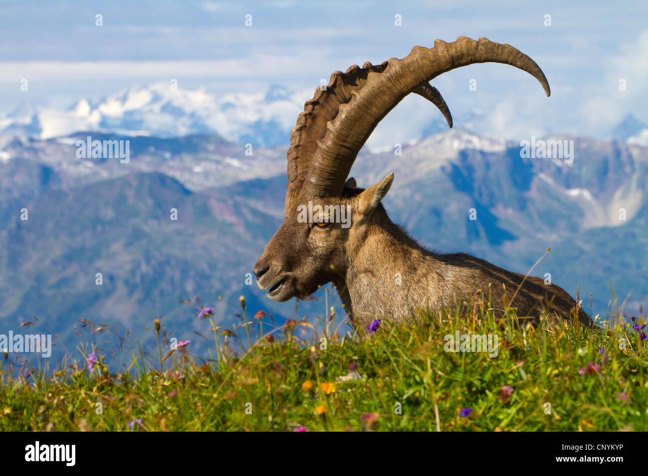 alpine ibex (Capra ibex), buck on a blooming meadow, Switzerland, Sankt ...