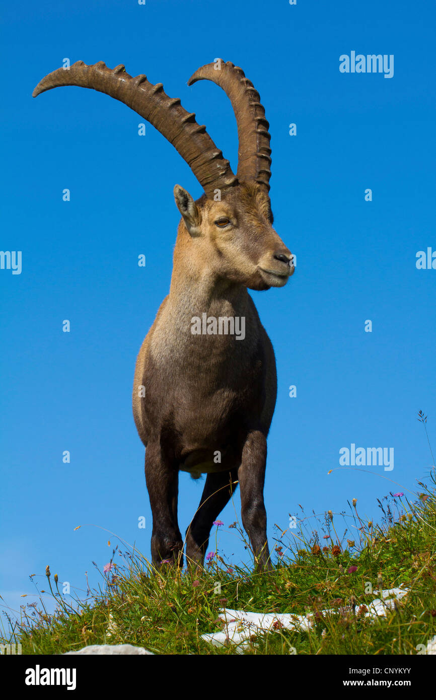 Buck On A Slope High Resolution Stock Photography and Images - Alamy