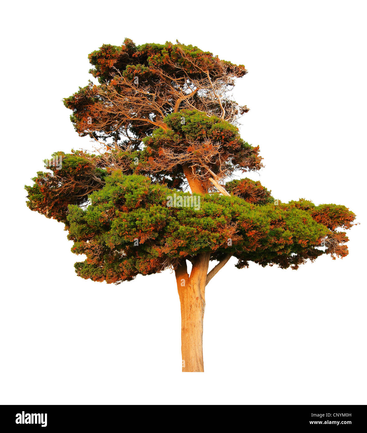 Big evergreen pine tree isolated on white background Stock Photo - Alamy
