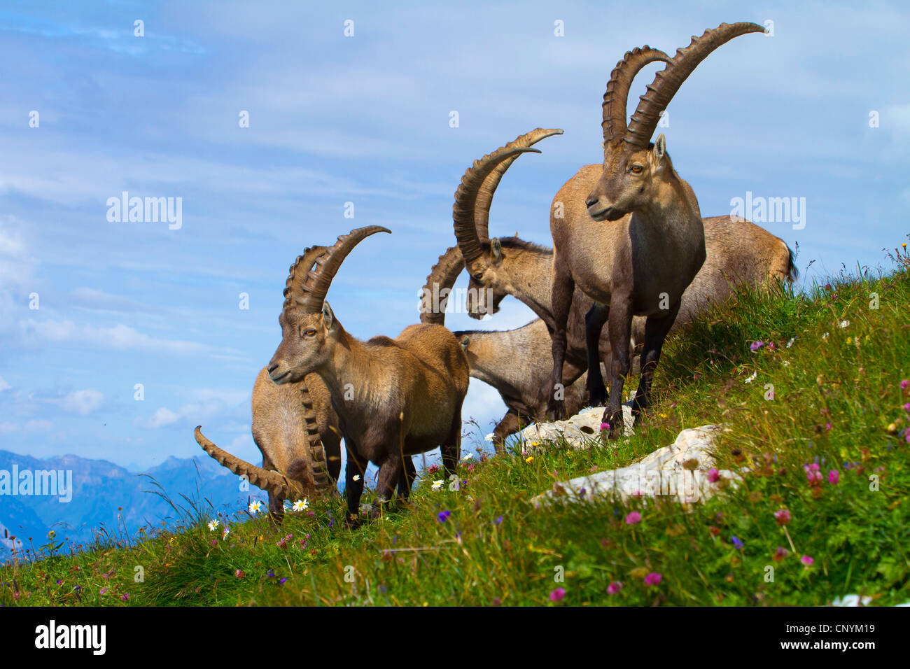 Ibex hi-res stock photography and images - Alamy