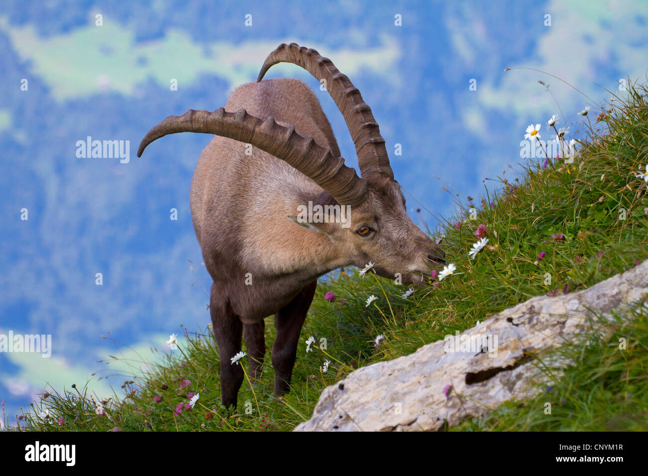 Buck on a slope hi-res stock photography and images - Alamy