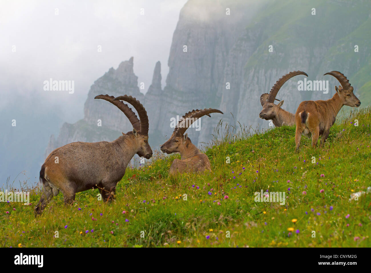 alpine ibex (Capra ibex), group of bucks on a slope, Switzerland, Sankt ...