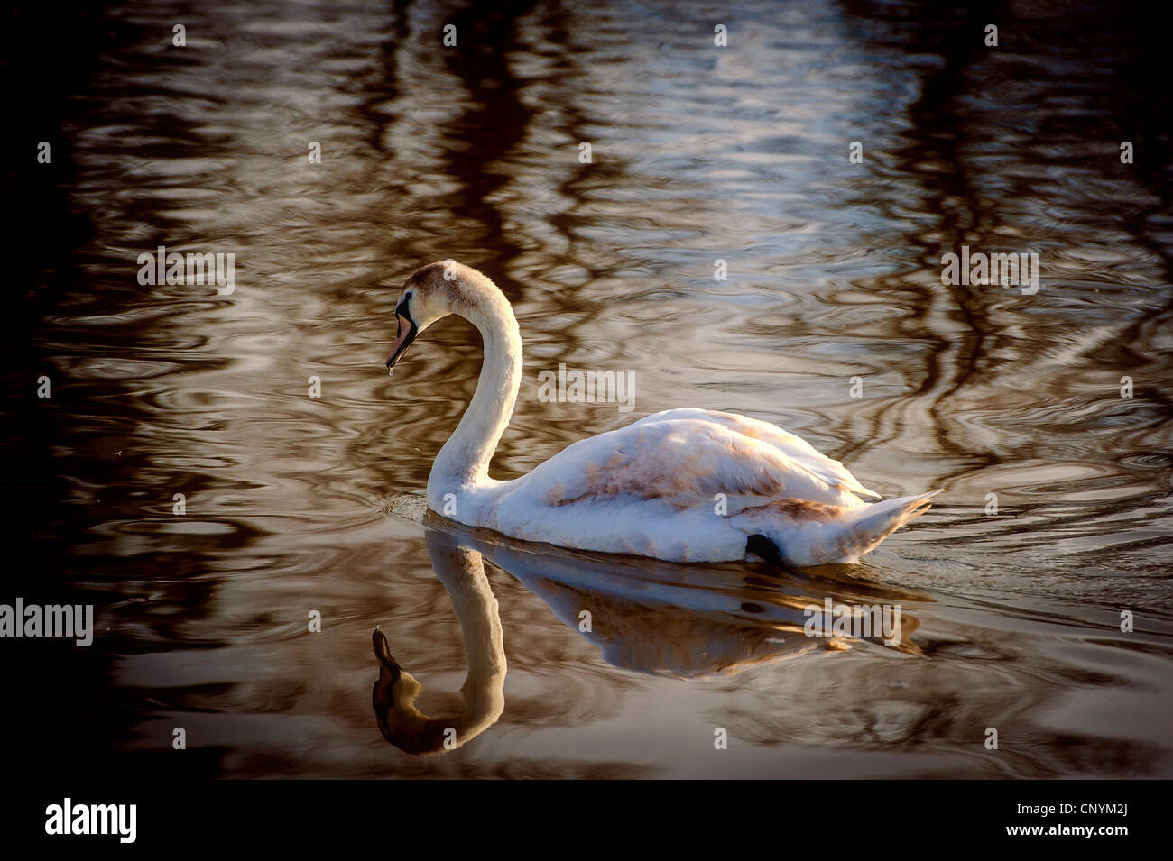 A young swan in evening sunlight Stock Photo - Alamy