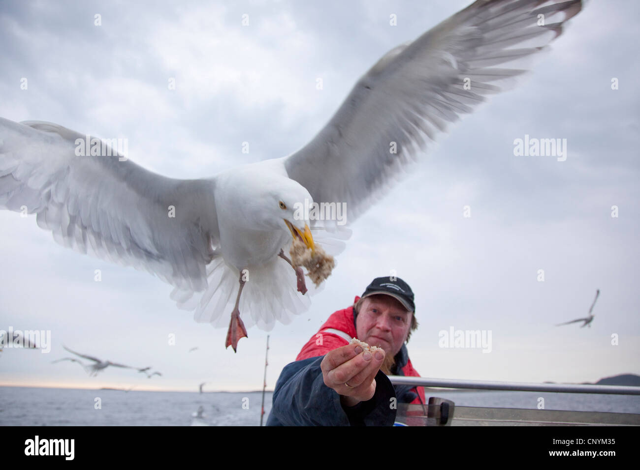 Holding a loaf of bread in his hands hi-res stock photography and ...