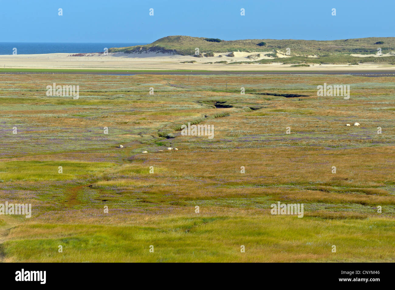 meadow and dune landscape at the coast, Netherlands, Northern ...