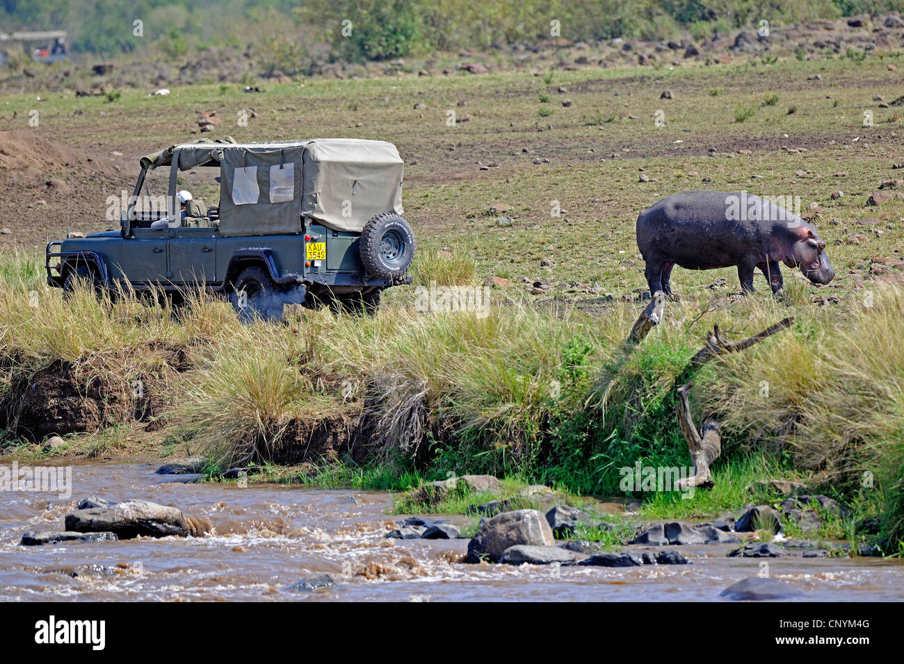 hippopotamus, hippo, Common hippopotamus (Hippopotamus amphibius ...