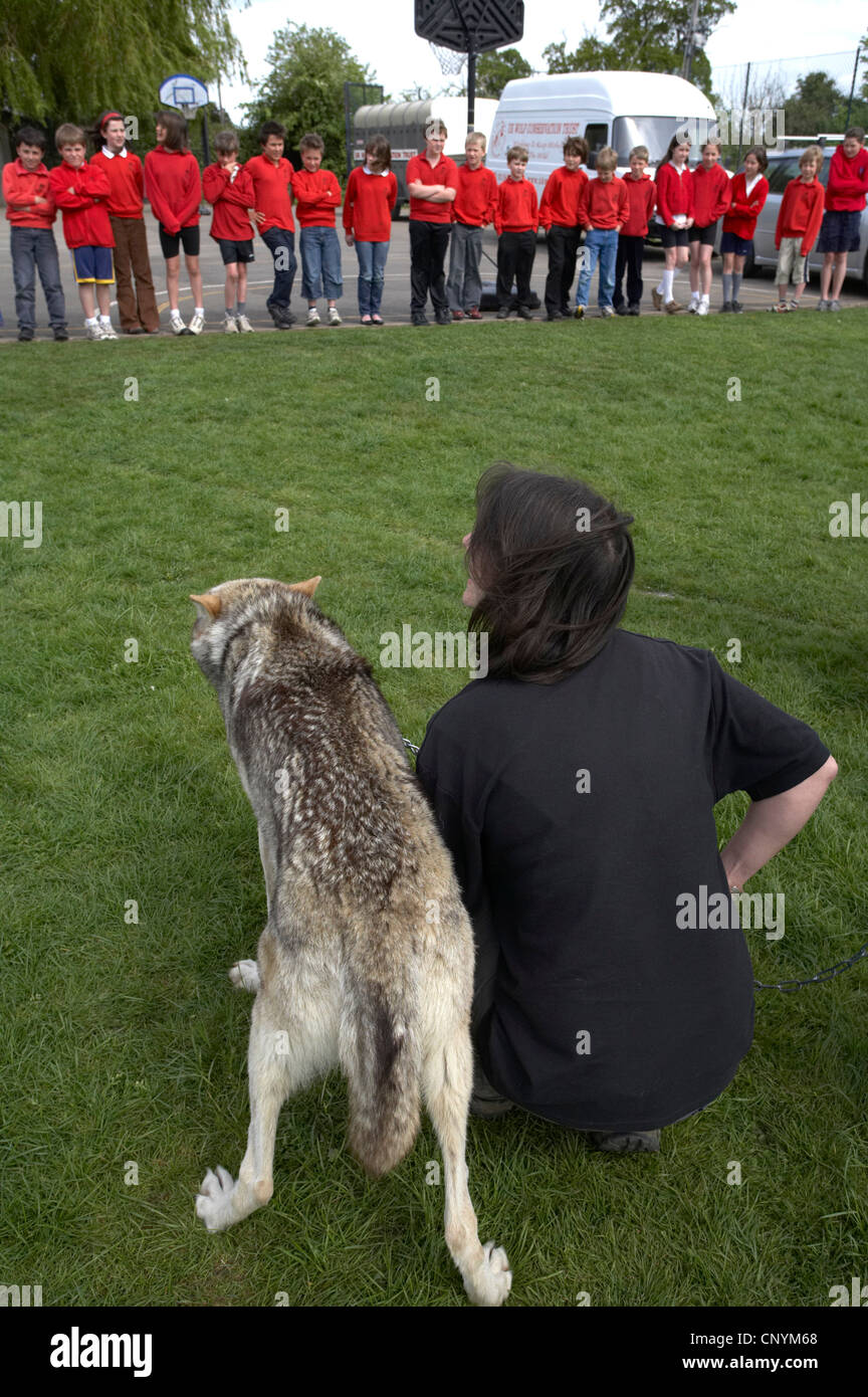 European gray wolf (Canis lupus lupus), visit of two tame animals from ...