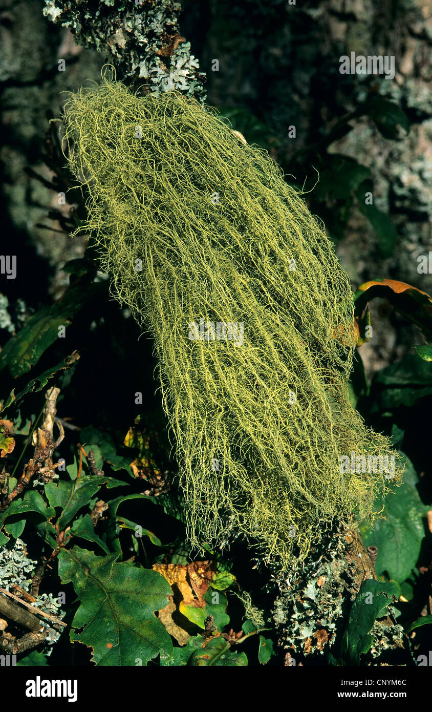 Old Man's Beard, Beard Lichen, Treemoss, Methuselah's beard lichen ...