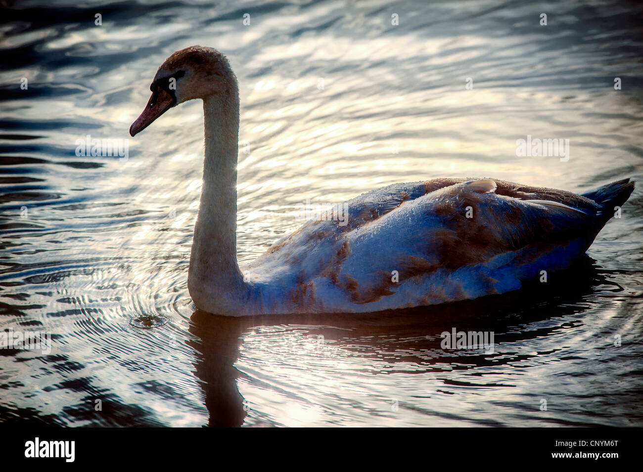 Cignet hi-res stock photography and images - Alamy
