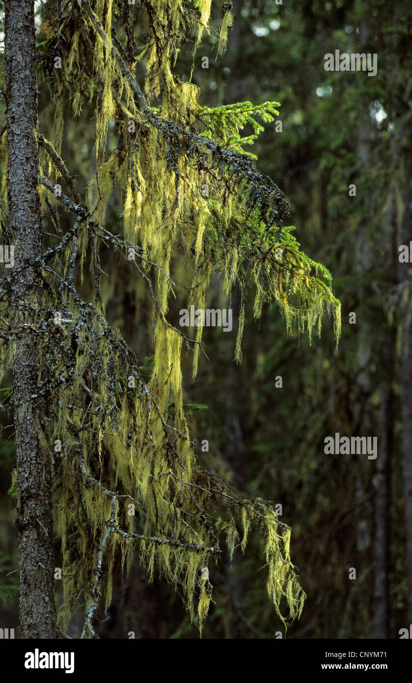 Old mans beard spruce trees hi-res stock photography and images - Alamy
