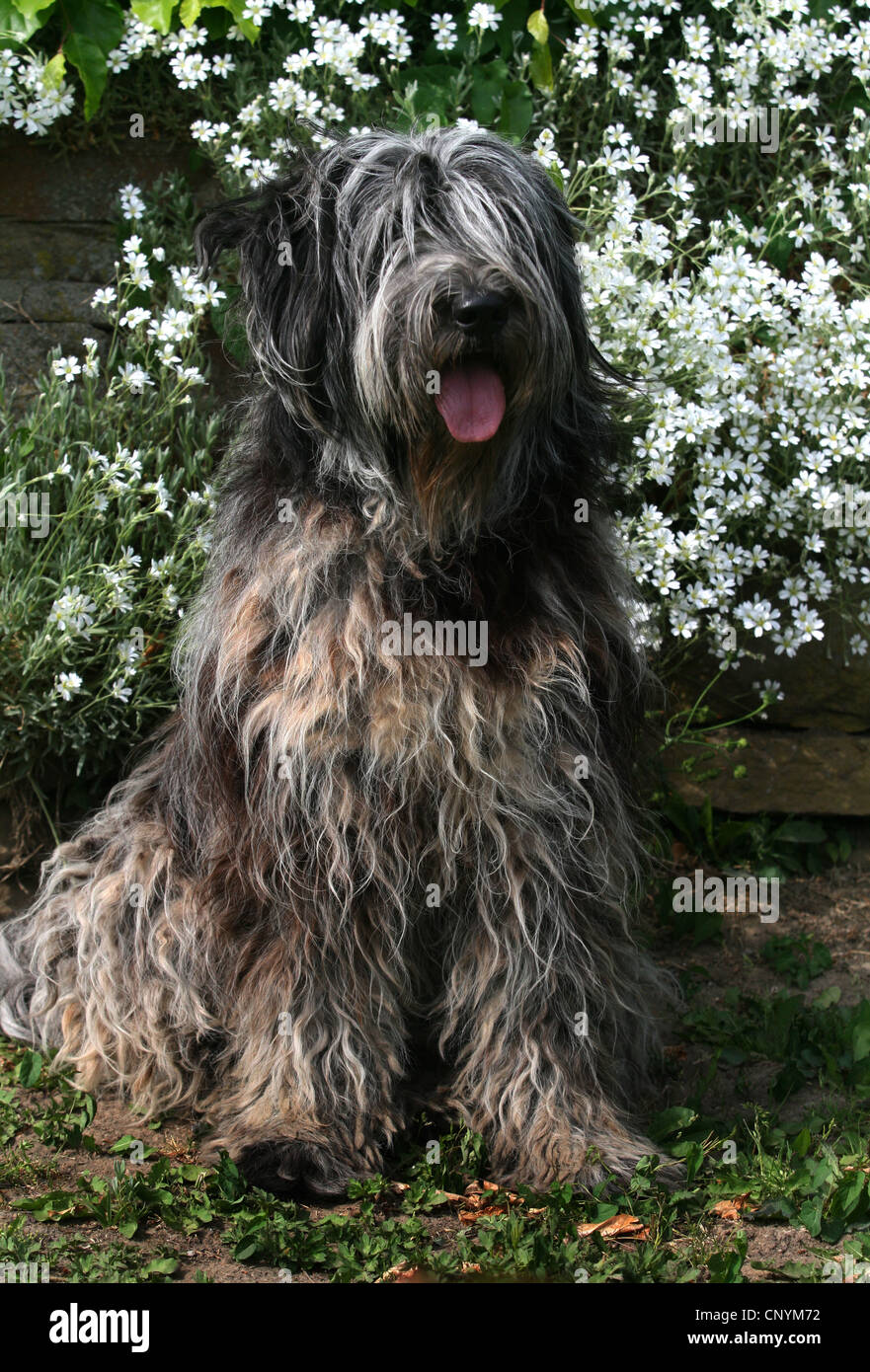 Bergamasco