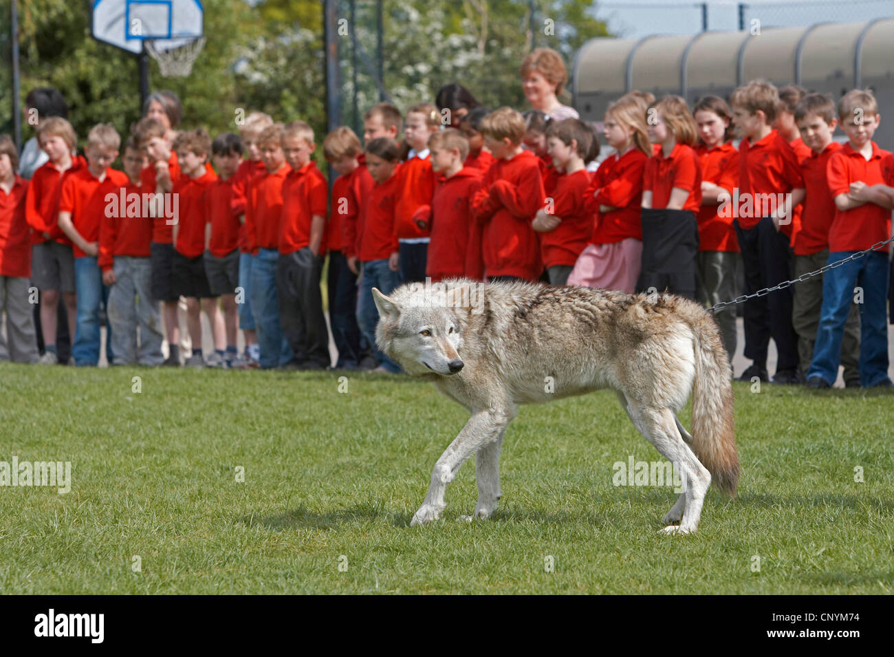 European gray wolf (Canis lupus lupus), visit of two tame animals from ...