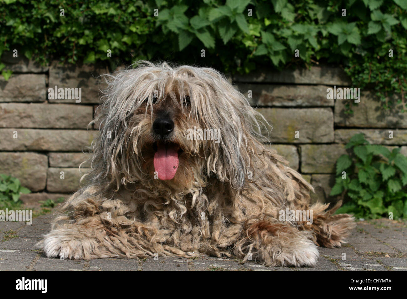 Bergamasco sheepdog or bergamese shepherd hi-res stock photography and ...