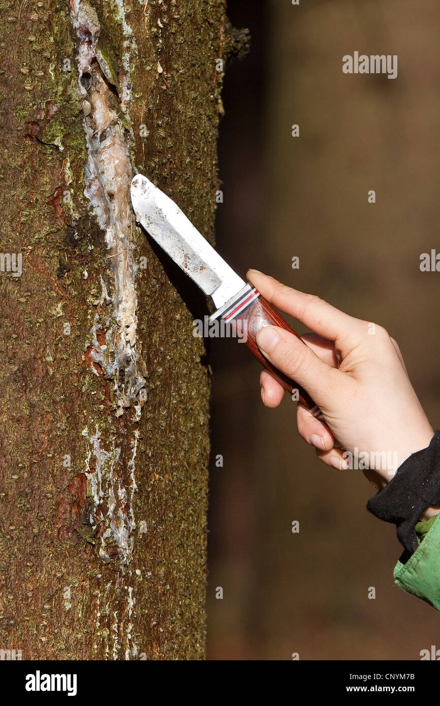 Norway spruce (Picea abies), kid scratching tree gum with a pocket ...