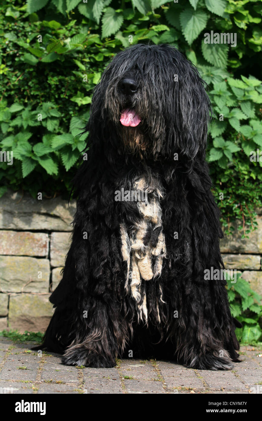 Bergamasco sheepdog or bergamese shepherd hi-res stock photography and ...