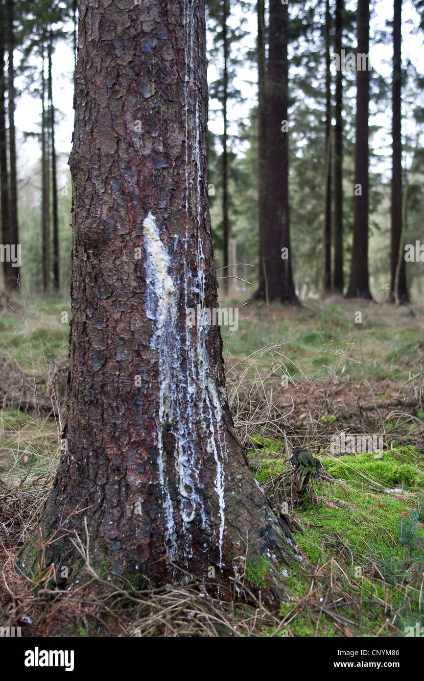 Norway spruce (Picea abies), tree gum running out of a hurt spruce ...