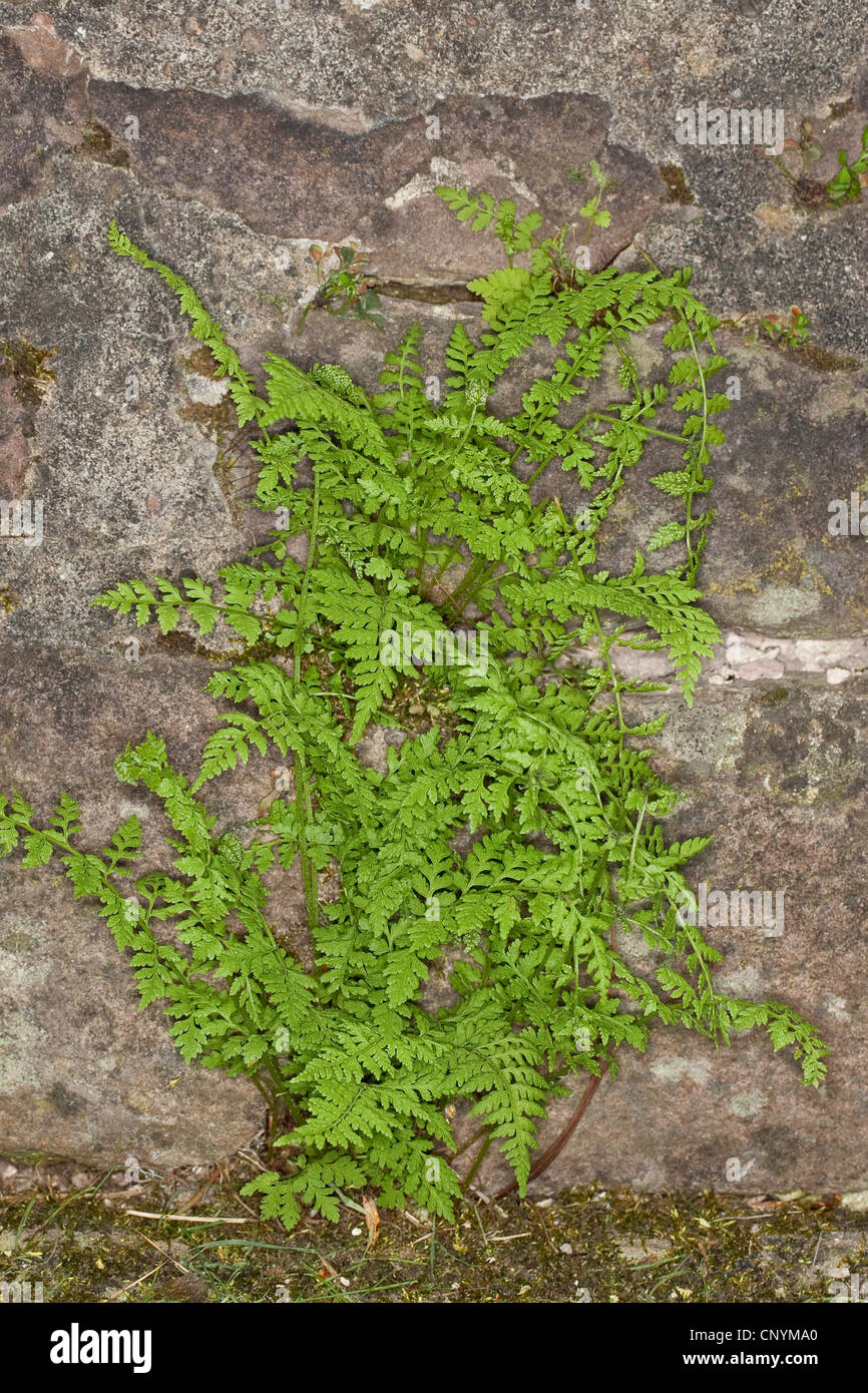 brittle bladder-fern, fragile fern (Cystopteris fragilis), on a wall ...