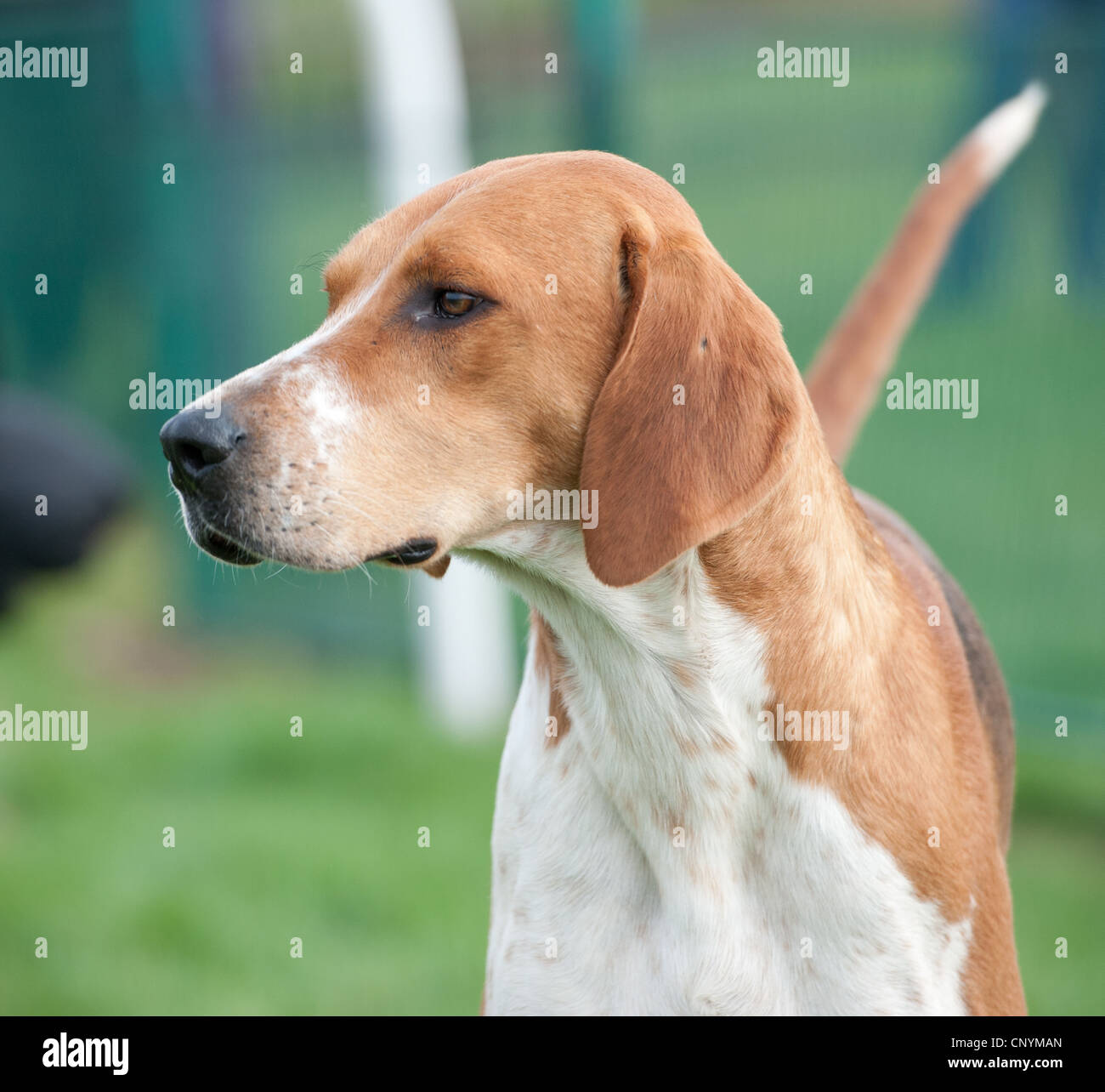 Foxhounds hi-res stock photography and images - Alamy