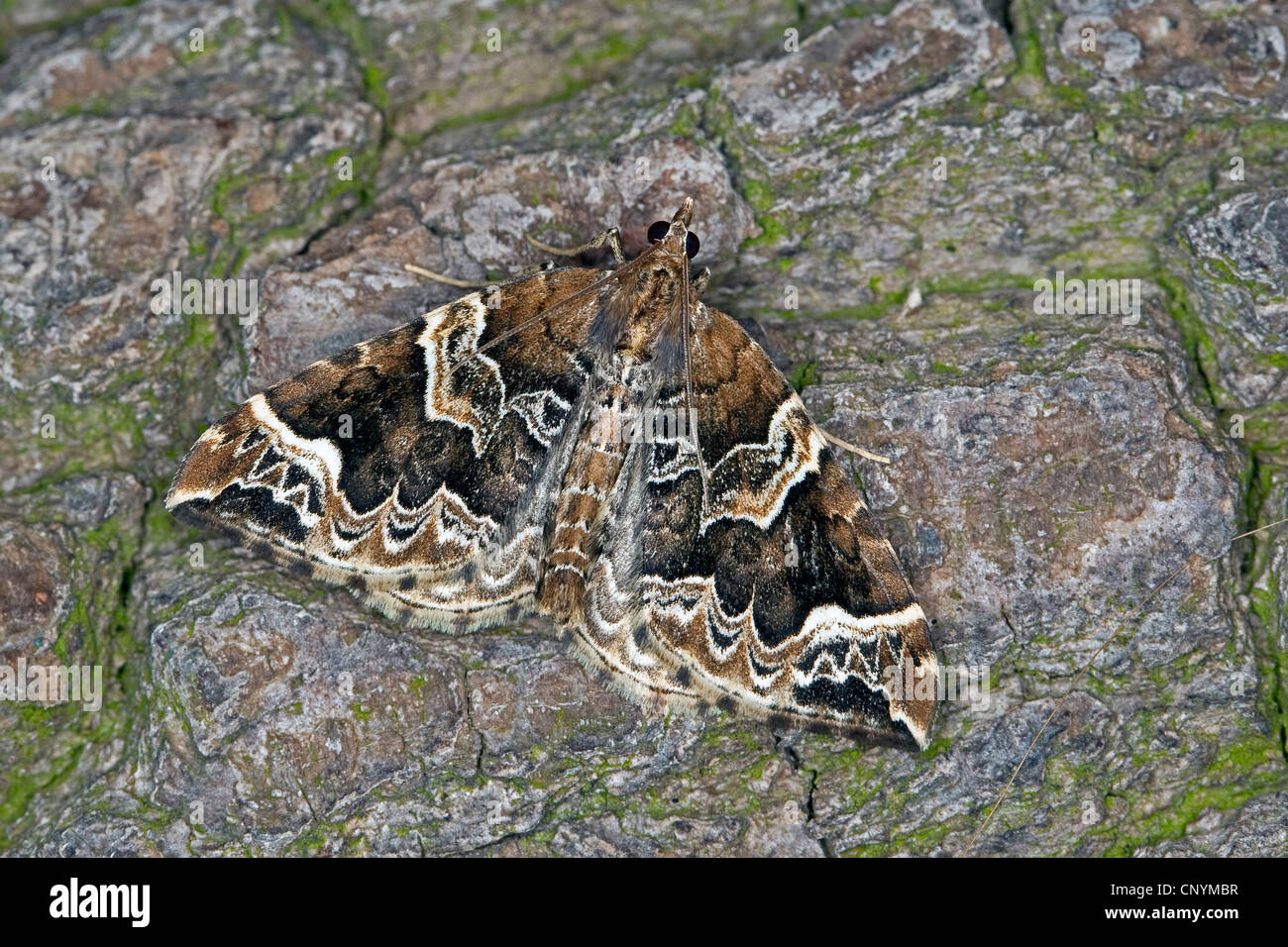 Phoenix moth (Eulithis prunata, Lygris prunata), on bark, Germany Stock ...
