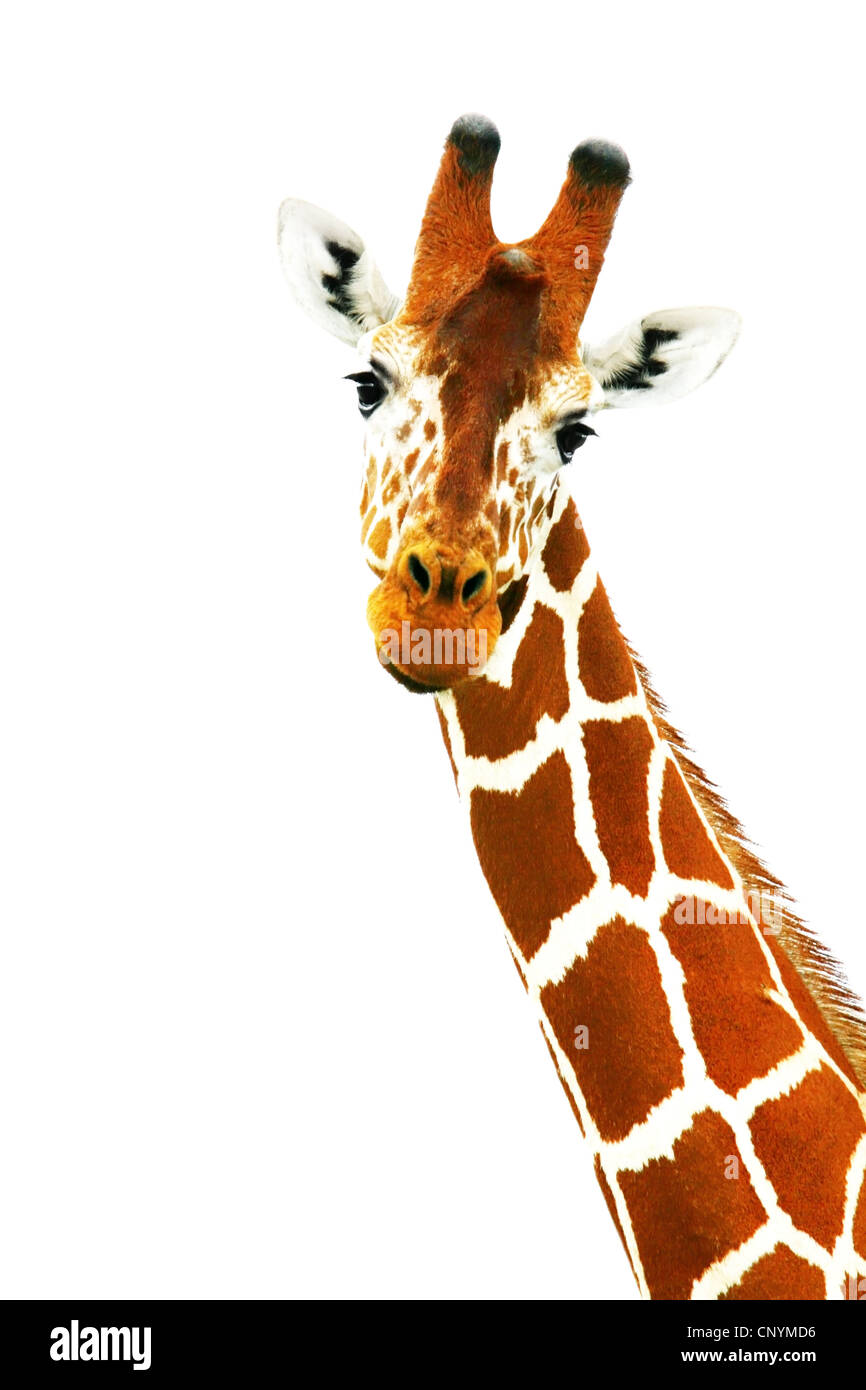 Giraffe isolated hi-res stock photography and images - Alamy
