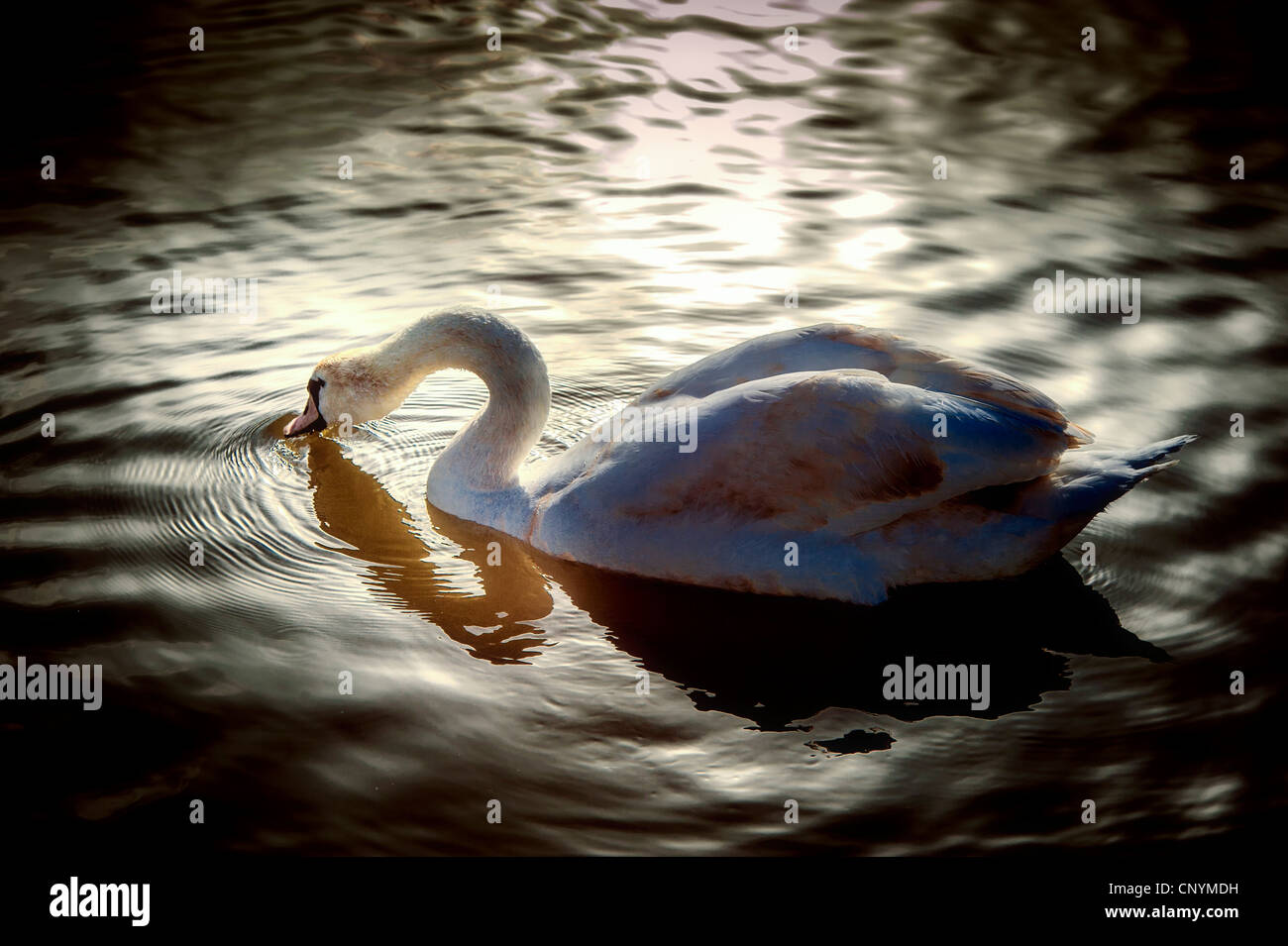 A young swan in evening sunlight Stock Photo - Alamy