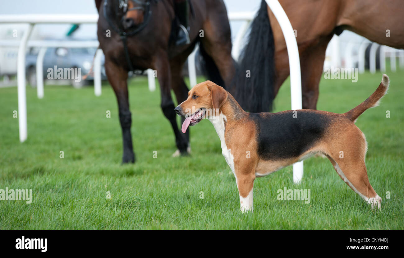 Foxhounds Winter High Resolution Stock Photography and Images - Alamy