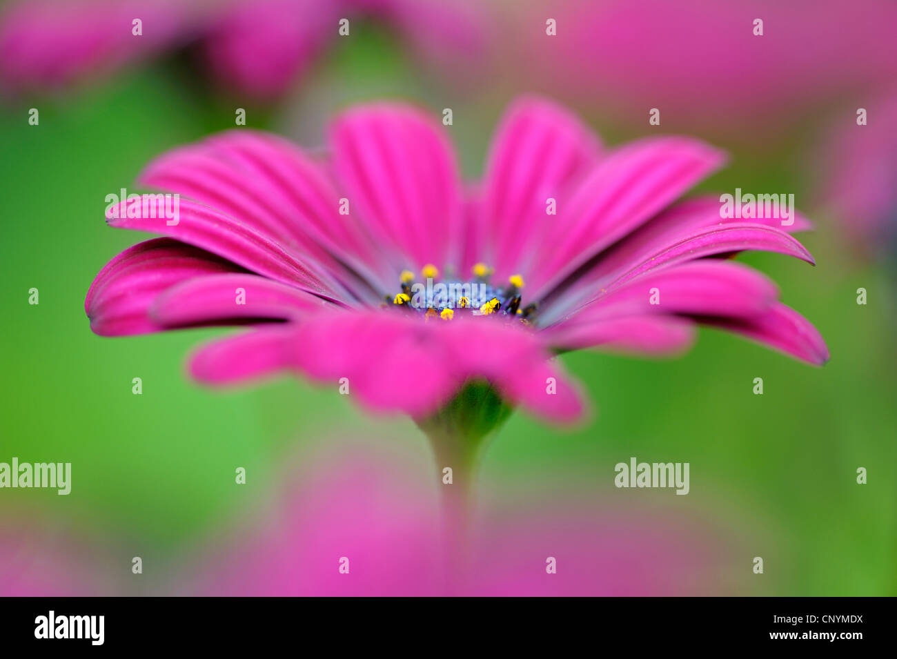 African Daisy, Lavender African Daisy, Norlindh freeway daisy ...