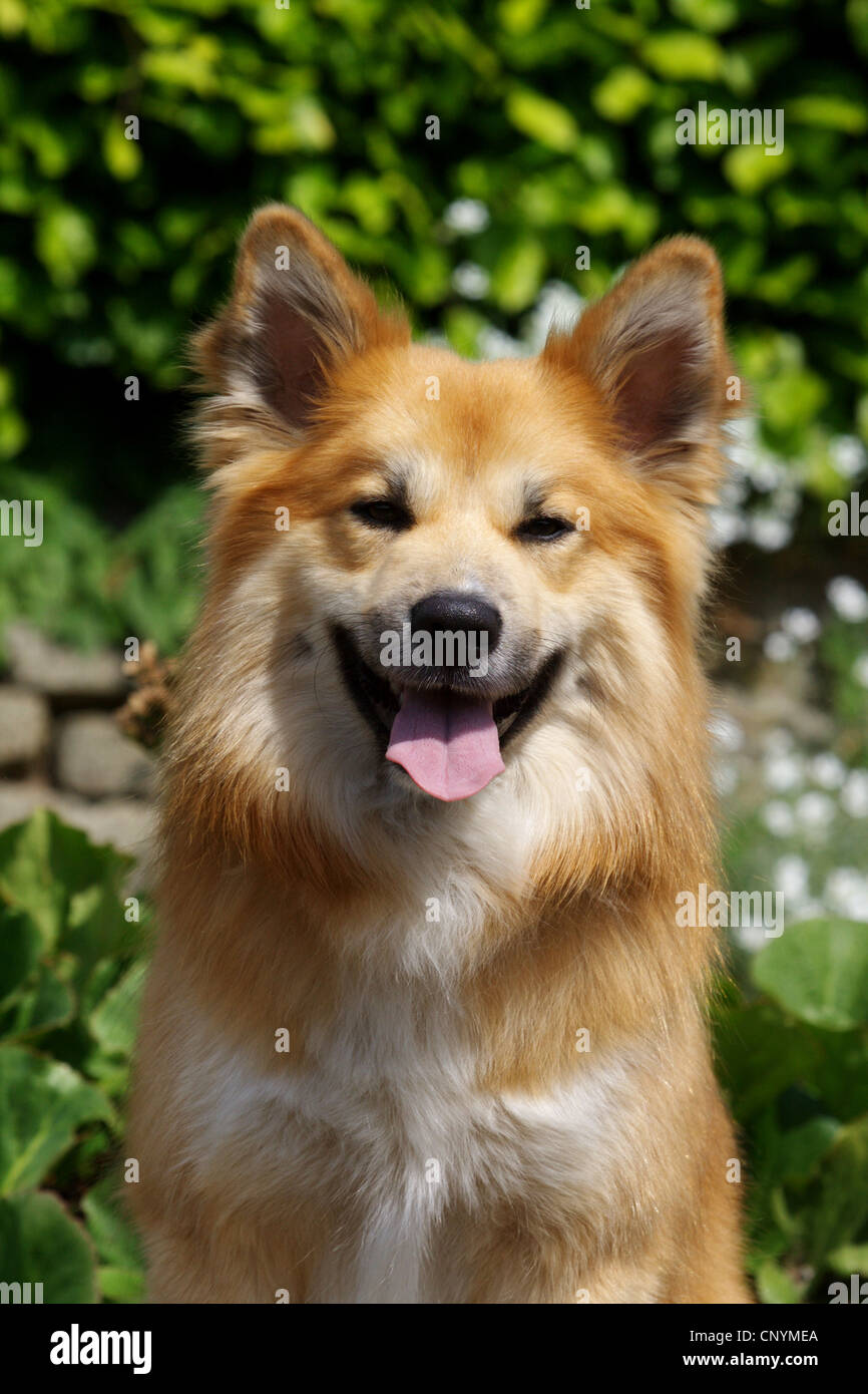 Icelandic sheepdog hi-res stock photography and images - Alamy