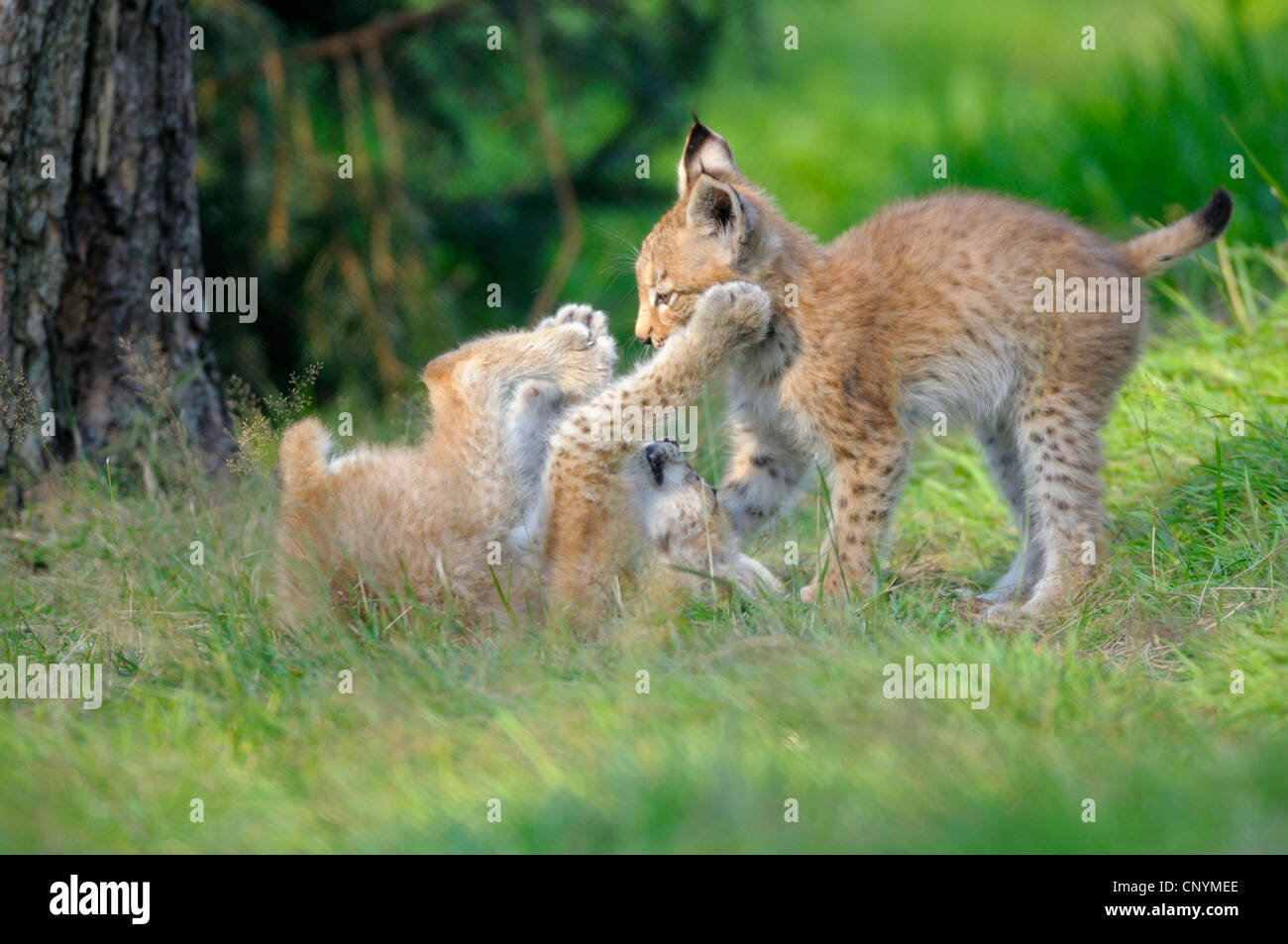 Eurasian lynx (Lynx lynx), two juveniles playing in a meadow Stock ...
