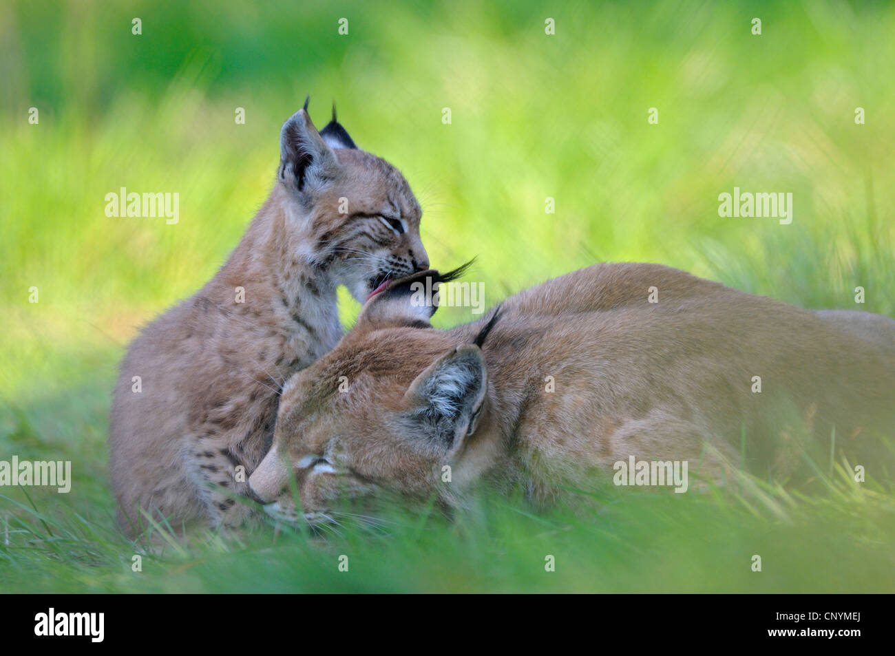 Eurasian lynx (Lynx lynx), mother with juvenile cleaning each other's ...