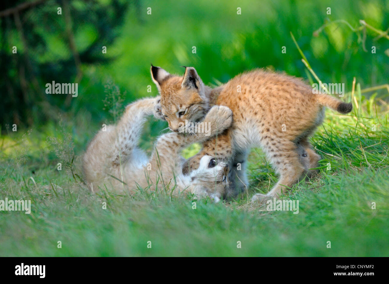 Eurasian lynx (Lynx lynx), two juveniles playing in a meadow Stock ...