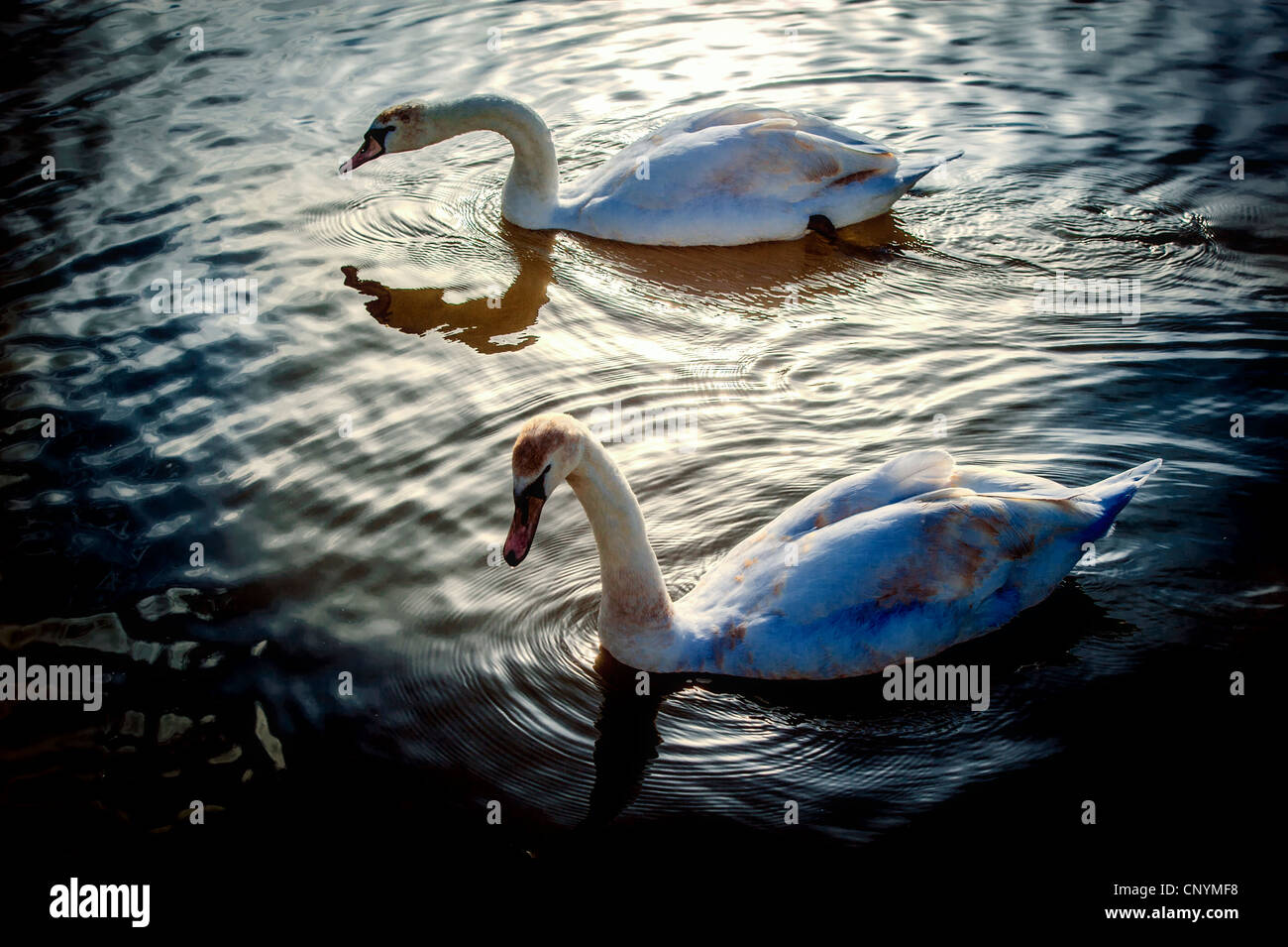 A young swan in evening sunlight Stock Photo - Alamy
