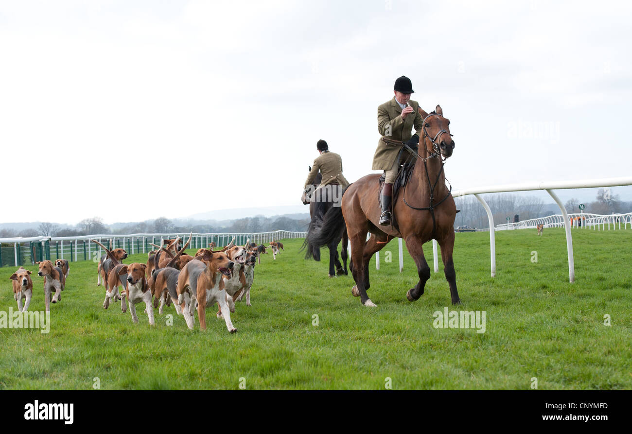 Fox hounds and Master of the Hunt Stock Photo - Alamy
