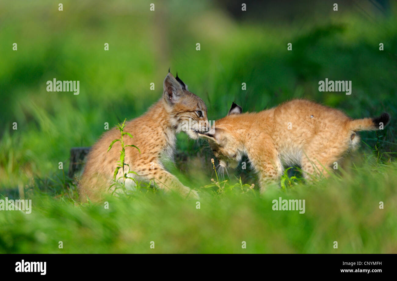 Eurasian lynx (Lynx lynx), two juveniles playing in a meadow Stock ...